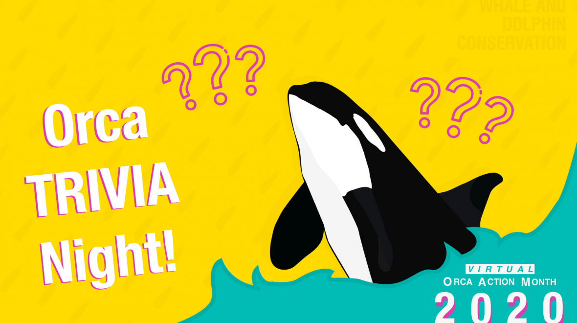 Virtual Trivia Night for Orca Month | Seattle Area Family Fun Calendar | ParentMap